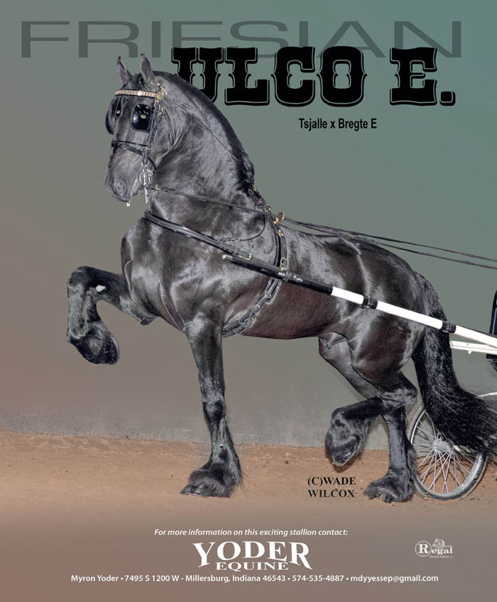 Index of /adtl_stallions/