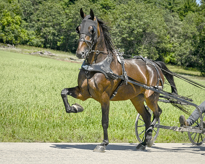 Heartland Driving Horse Sale